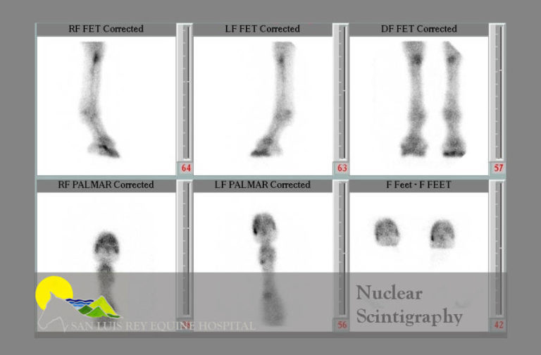 Equine Diagnostic Imaging | San Luis Rey Equine Hospital